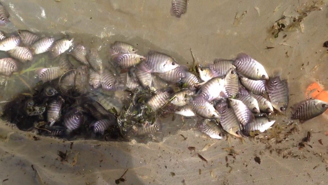 The raising are Osphronemus exodons in pond ...