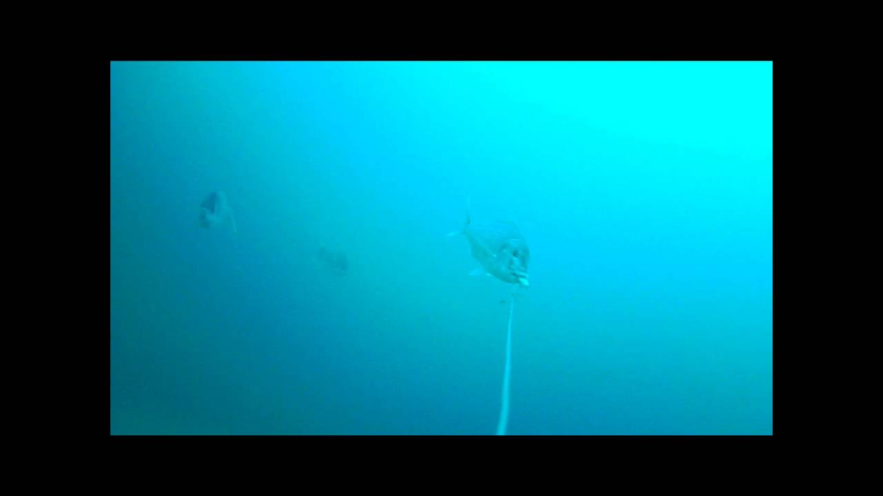 ROGI RIBARU - WATER WOLF - PAGAR - YouTube
