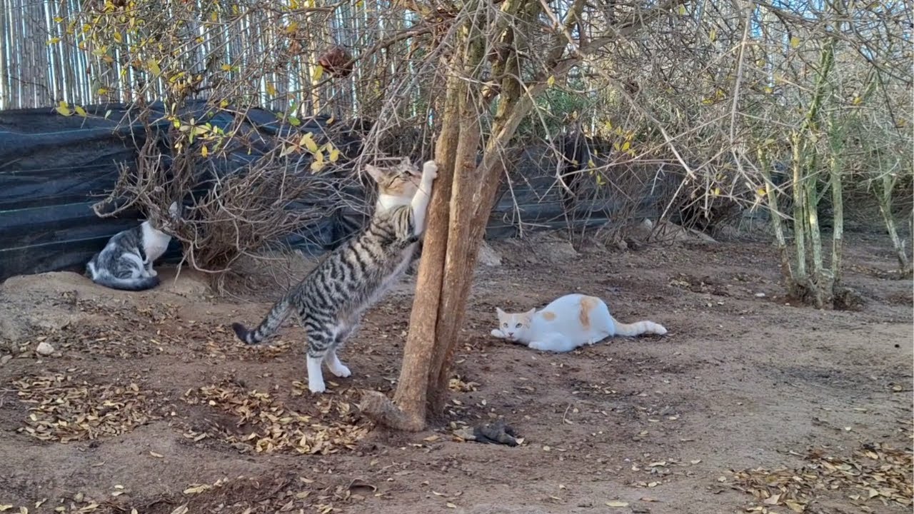 Playful Paws : Epic Cat Play Sessions 🐾 Non-stop Playtime and Cuteness ...