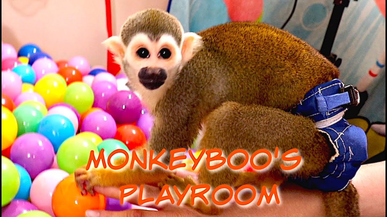 Baby Monkey oLLie HYPER in Capuchin MonkeyBoos Playroom! - YouTube