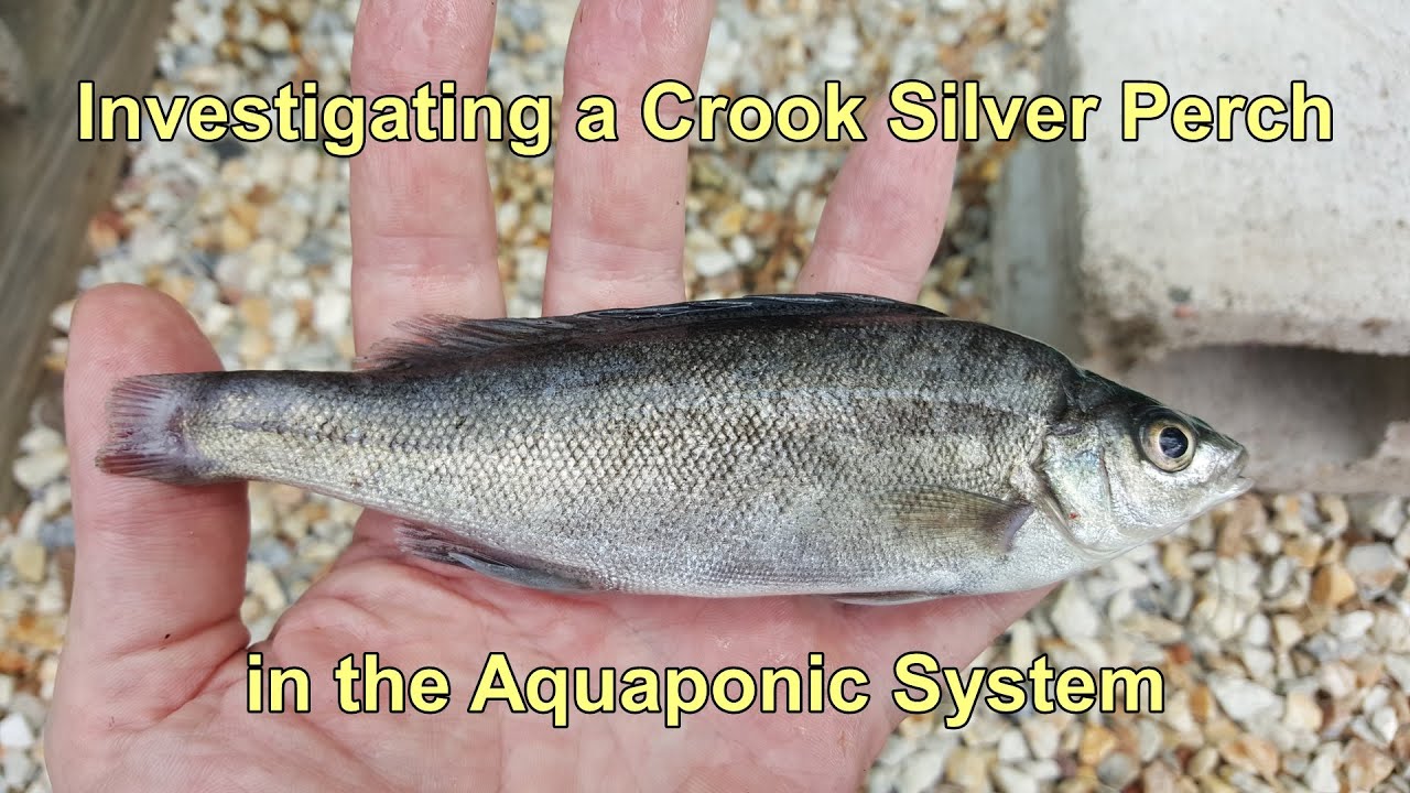 Investigating a Crook Silver Perch in the Aquaponics. Possible ...