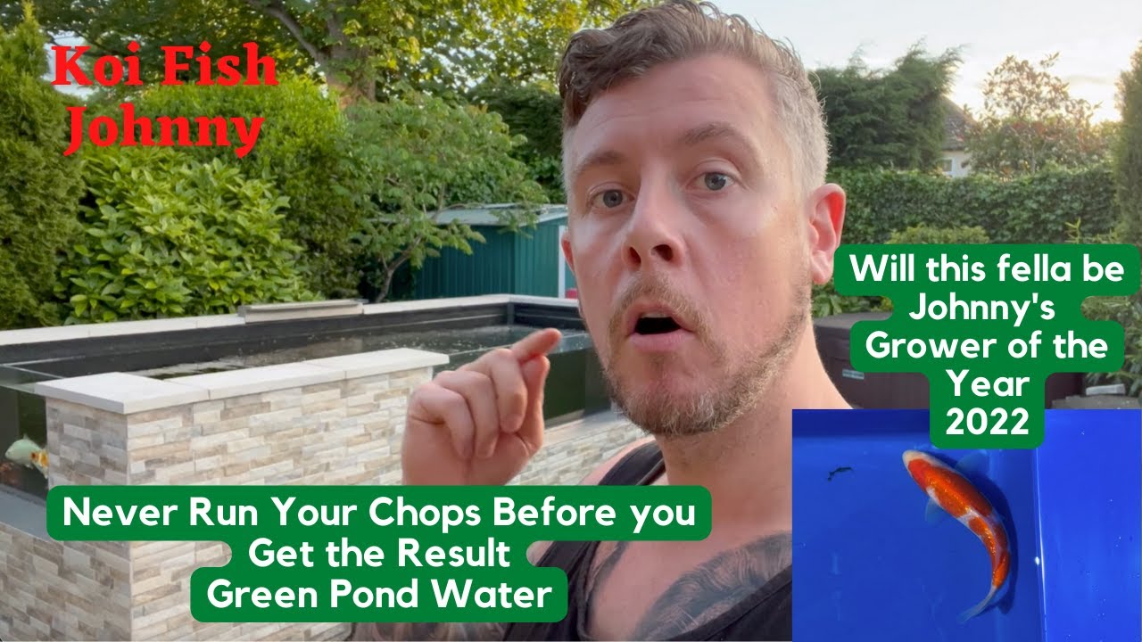 Koi Fish Johnny 54 | The Green Pond Water Remains Undefeated But Aqua ...