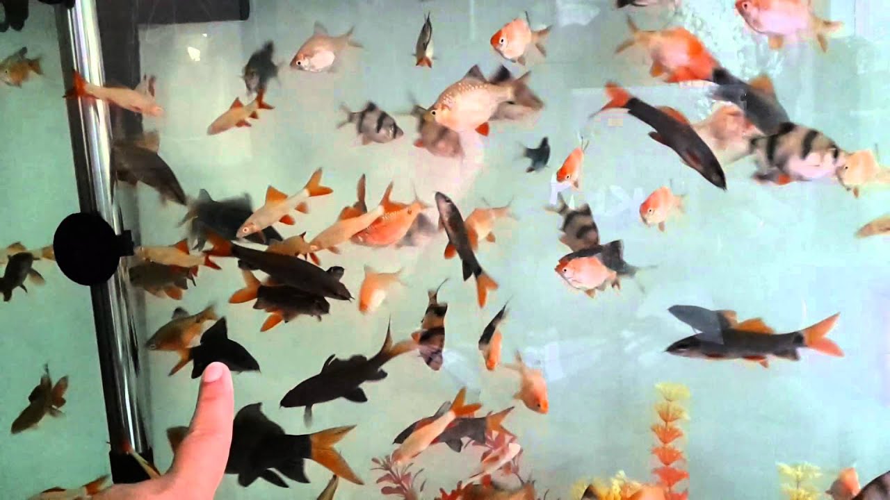 rainbow and tiger barbs fish - YouTube