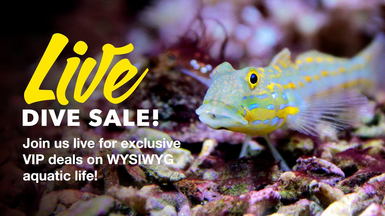 LiveAquaria® Live Dive Sale – 05/28/2024 - YouTube