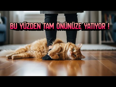 Kediniz Neden Yolunuzu Kapatıyor? Şaşırtıcı Sebep! | Kedi Davranışları