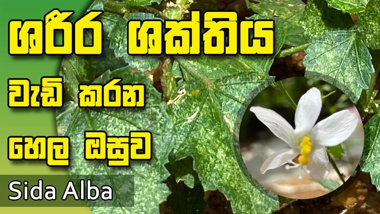 ශරීර ශක්තිය වැඩිකරන | siriwedi babila | Sida Alba | siri wadi babila ...
