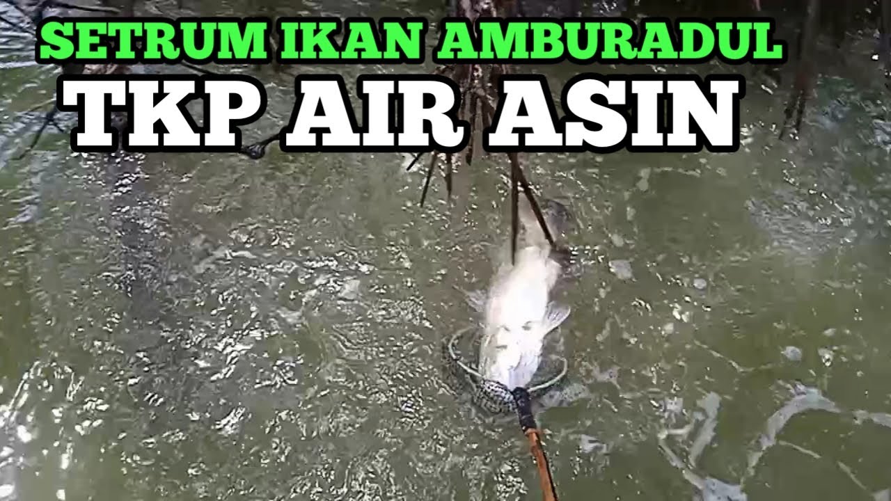 Setrum Ikan Air Asin||Setrum Ikan Amburadul - YouTube