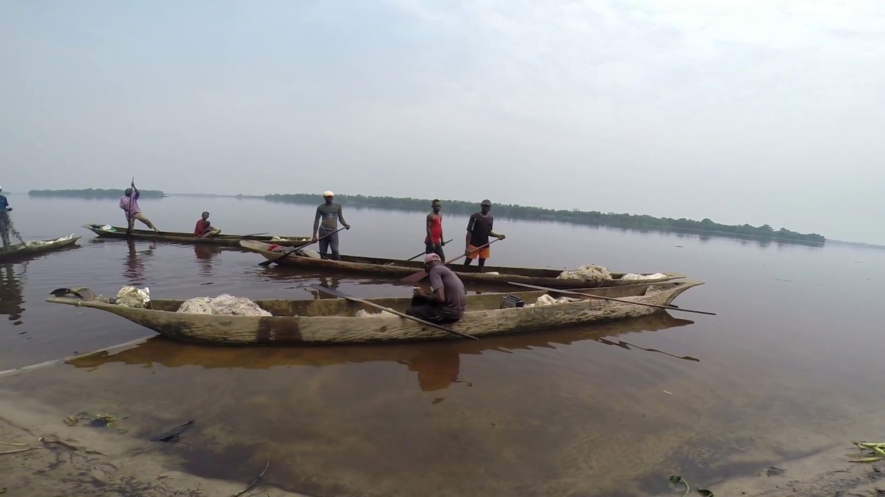 Fish Diversity on the Congo River, Democratic Republic of Congo - YouTube
