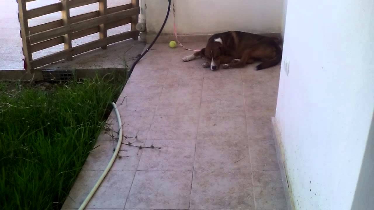 Το σκυλακι μας ο μαξ - YouTube