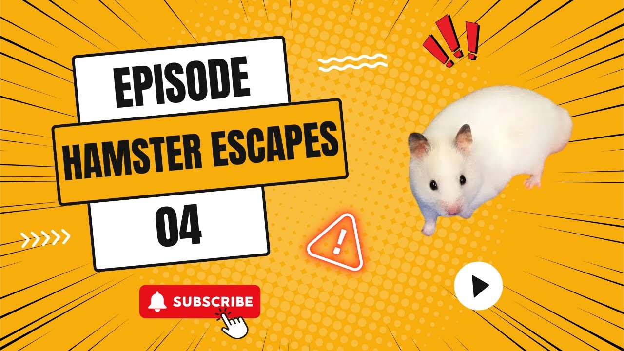 Hamster Escapes 🐹 Escaping From The Rainbow Prison 🐹 Maze Challenge ...