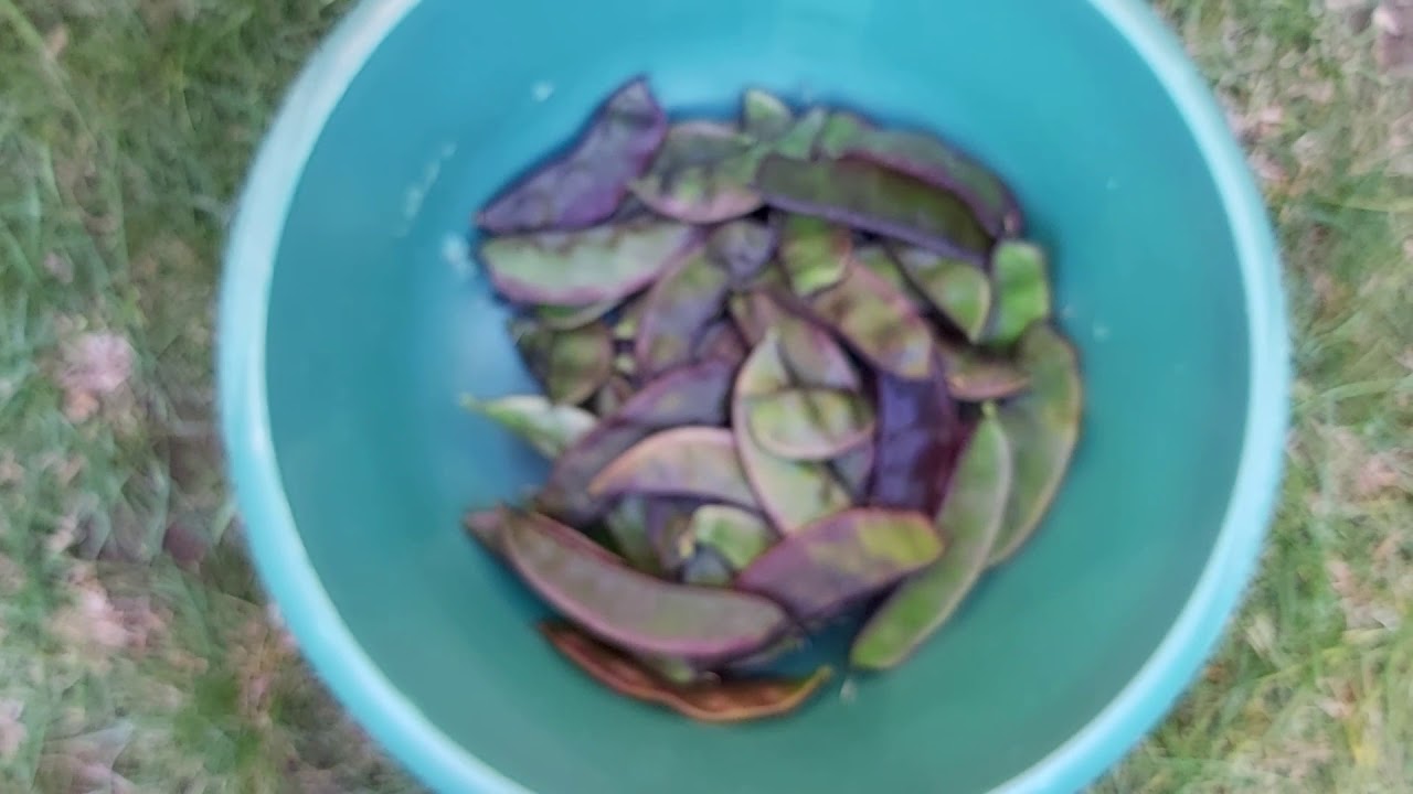Uri Shim picking hyacinths beans update - Shoker bagan Bangladeshi ...