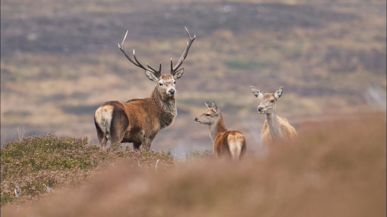 Photographing Red Deer In the Scottish Highlands - YouTube