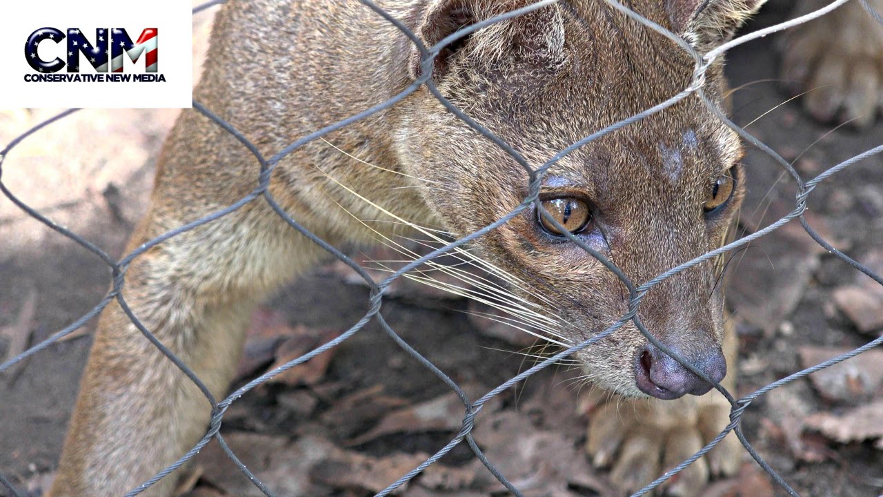 Fossa Walking Around in 4K Ultra HD - Raw Video - YouTube
