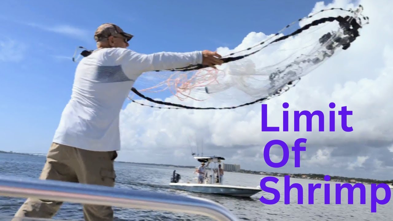 Shrimp, Catching A Limit {Catch & Cook} - YouTube