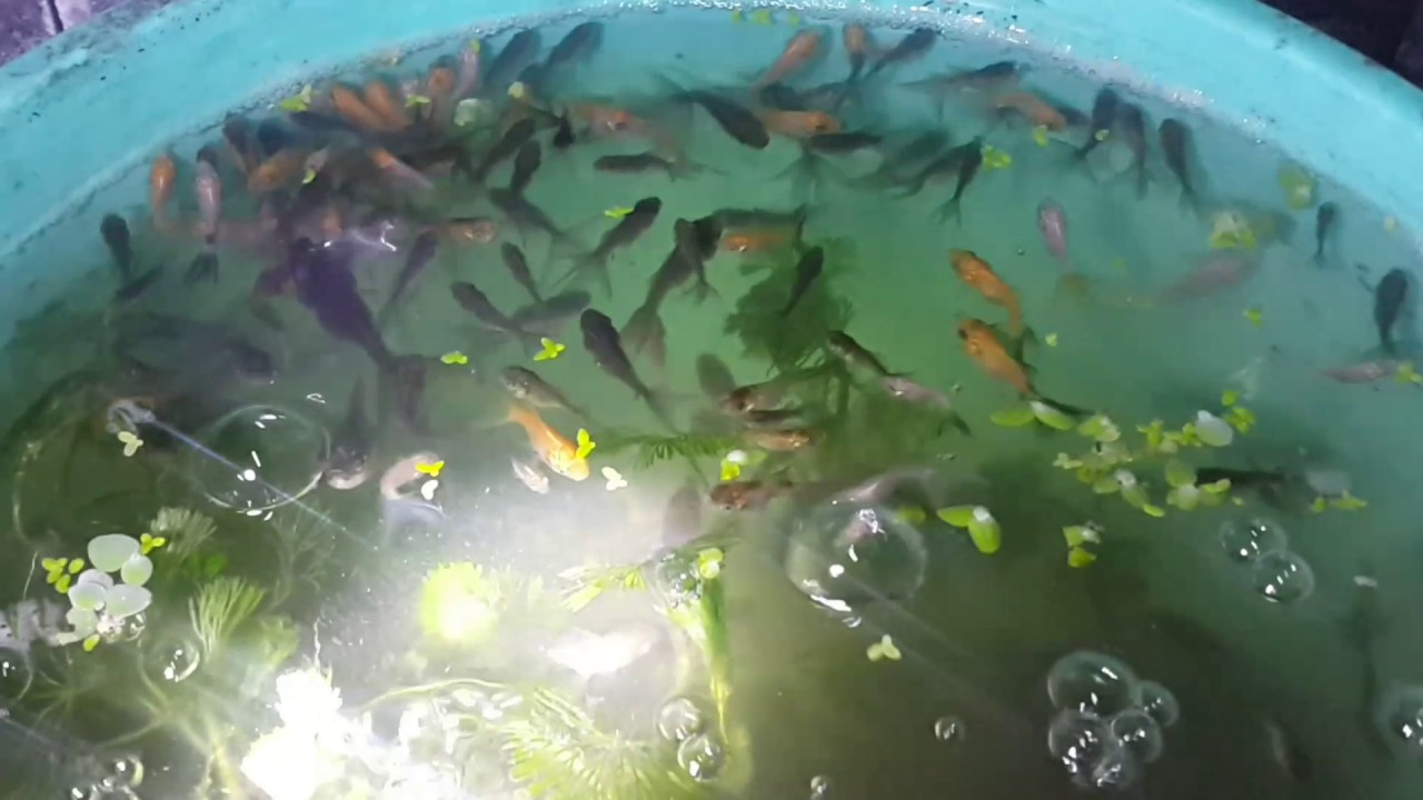 BẦY 3 ĐUÔI THỌ NHẤT CỦA TRẦN TÈO - YouTube