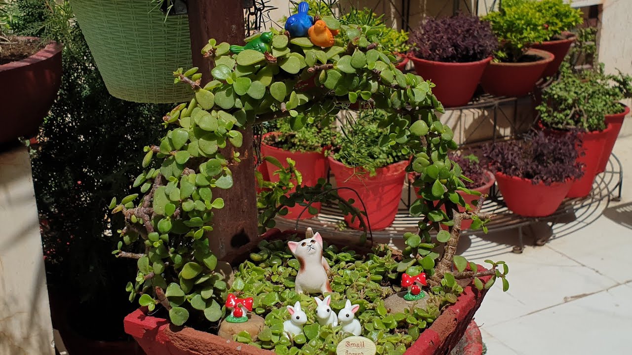 Make Your Garden Beautiful With This !! How to Make Jade Arch Topiary ...