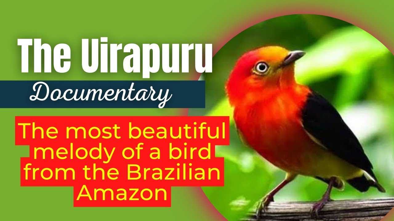 The majestic song of Uirapuru - YouTube