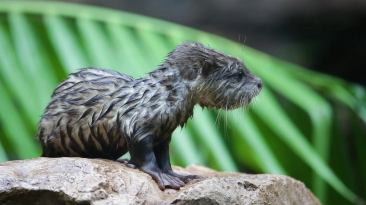 Baby Otters - YouTube
