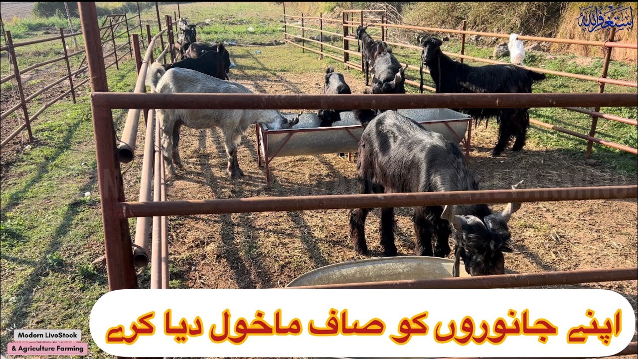 Goat Farming in Pakistan | جانوروں کو صاف ماخول مہیاکرے | Modern Goat ...
