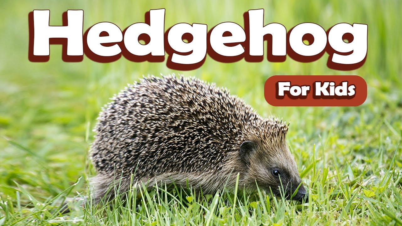 Hedgehog for Kids | Learn About Wild Animals for Kids - YouTube