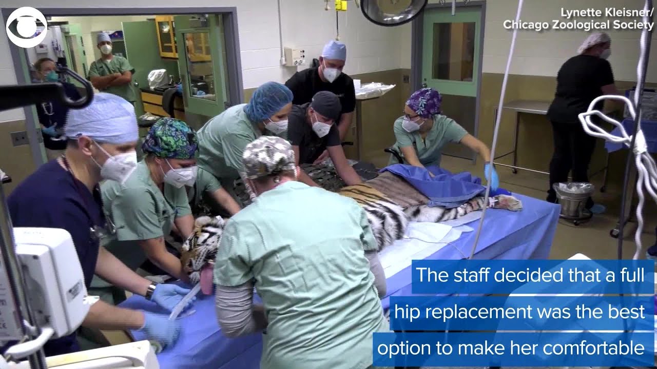WEB EXTRA: Tiger Gets Hip Surgery At Brookfield Zoo - YouTube