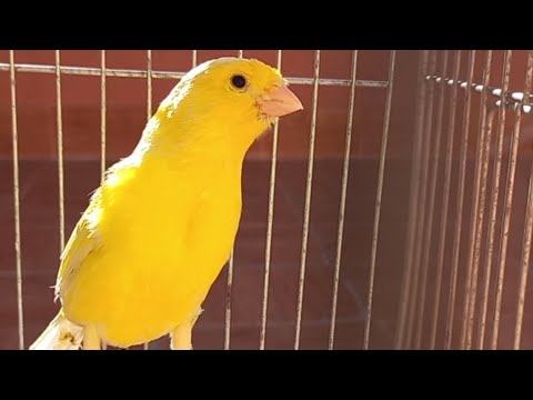 #canary beauty جمال الكناري# - YouTube
