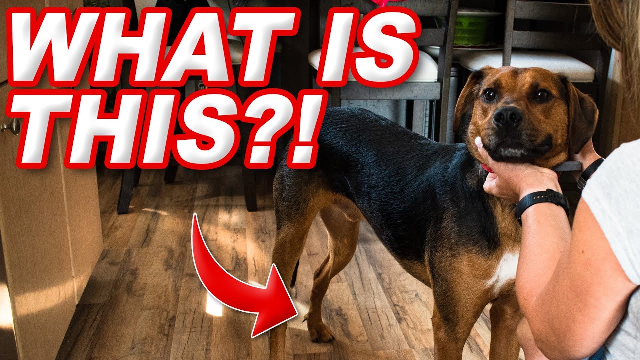 Why Do Dogs Have Dew Claws Answered By A Vet Tech YouTube why-do-dogs-have-dew-claws-answered-by-a-vet-tech-youtube