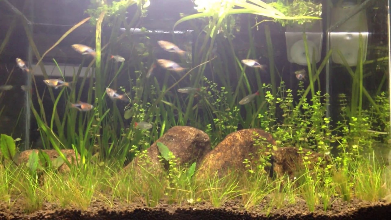 Harlequin Rasboras Schooling - YouTube