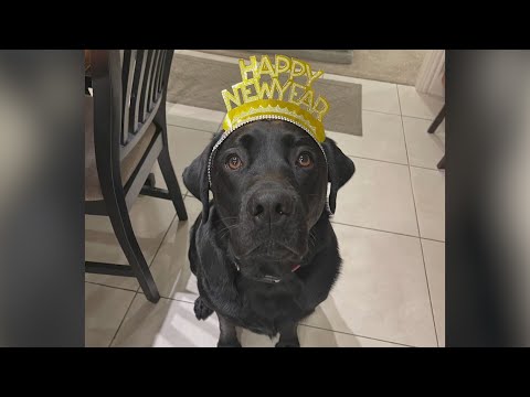Deerfield family demands accountability after dog dies in pet daycare van