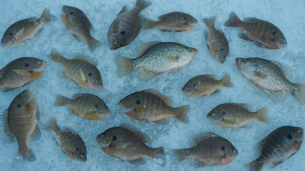 Early Ice Fishing for Public Pond Panfish - YouTube