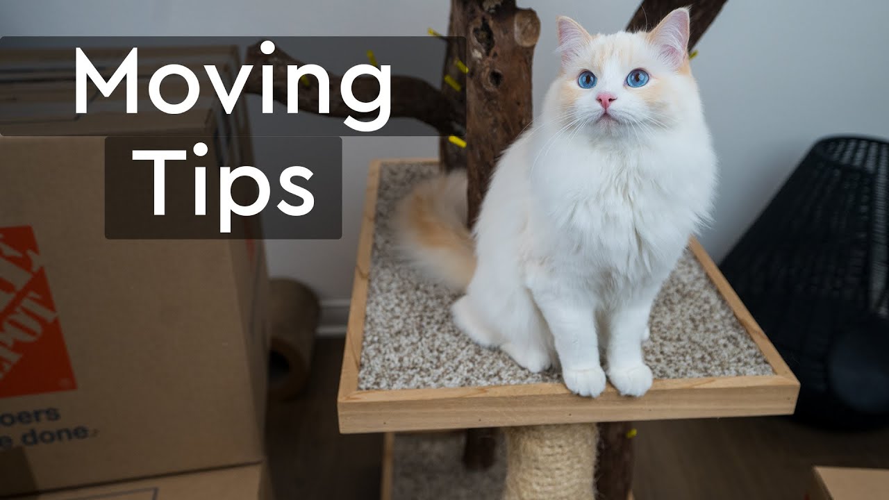 Moving with Cats to your New Home | The Cat Butler - YouTube