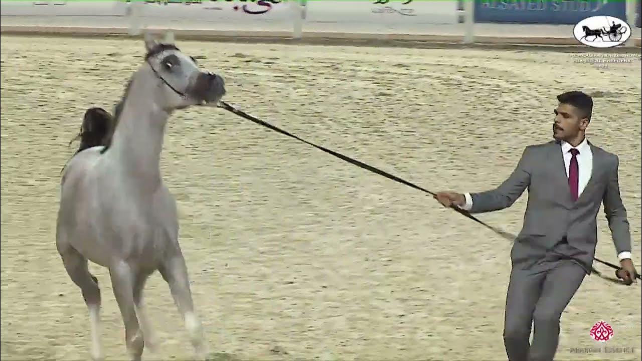 N.297 MUSHYR GHARNATAH - The Arabian Horse Show for local Breeders 2022 ...