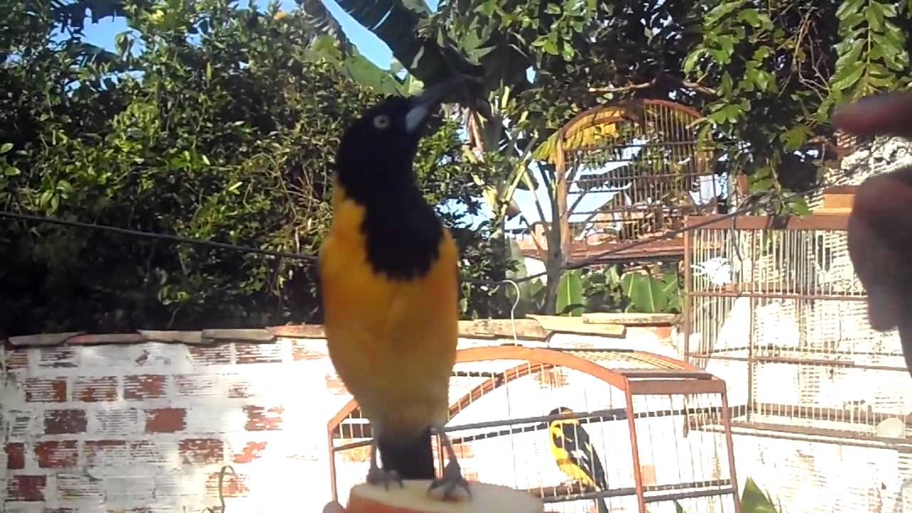 CORRUPIÃO CANTANDO O HINO NACIONAL - YouTube
