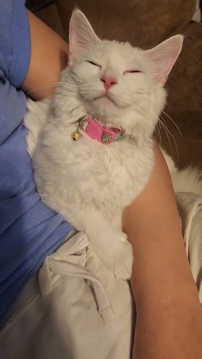 That Cute Cats Face Priceless #shorts #cute #catlover #kitten #cat ...