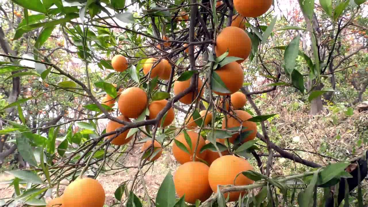 Famous Orange of Rabat Lower Dir Pakistan - YouTube