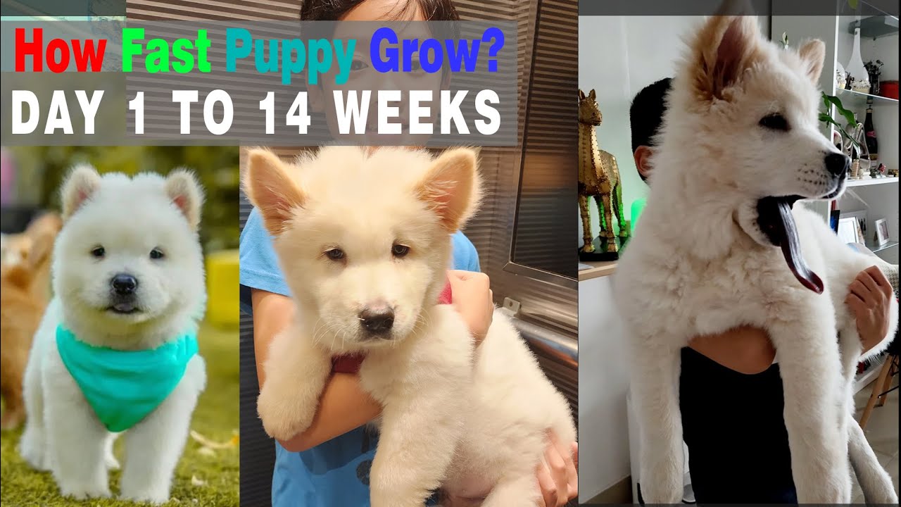 How fast dog puppy grow be like... part01 - YouTube