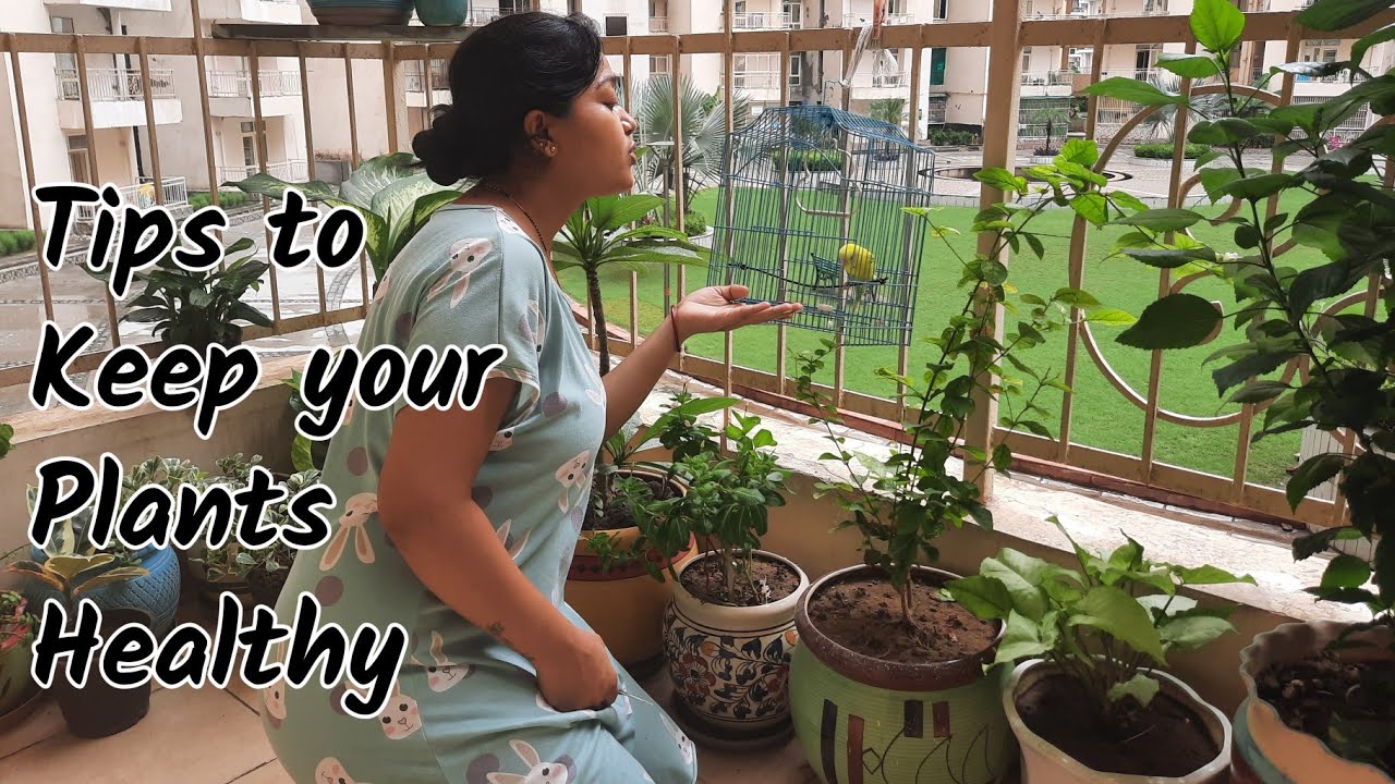 How do I take care of my Plants | Tips to keep your plants Healthy ...