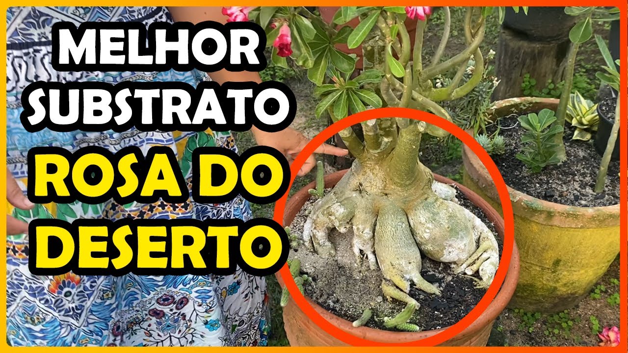 O MELHOR SUBSTRATO PARA ROSAS DO DESERTO E CACTOS - YouTube