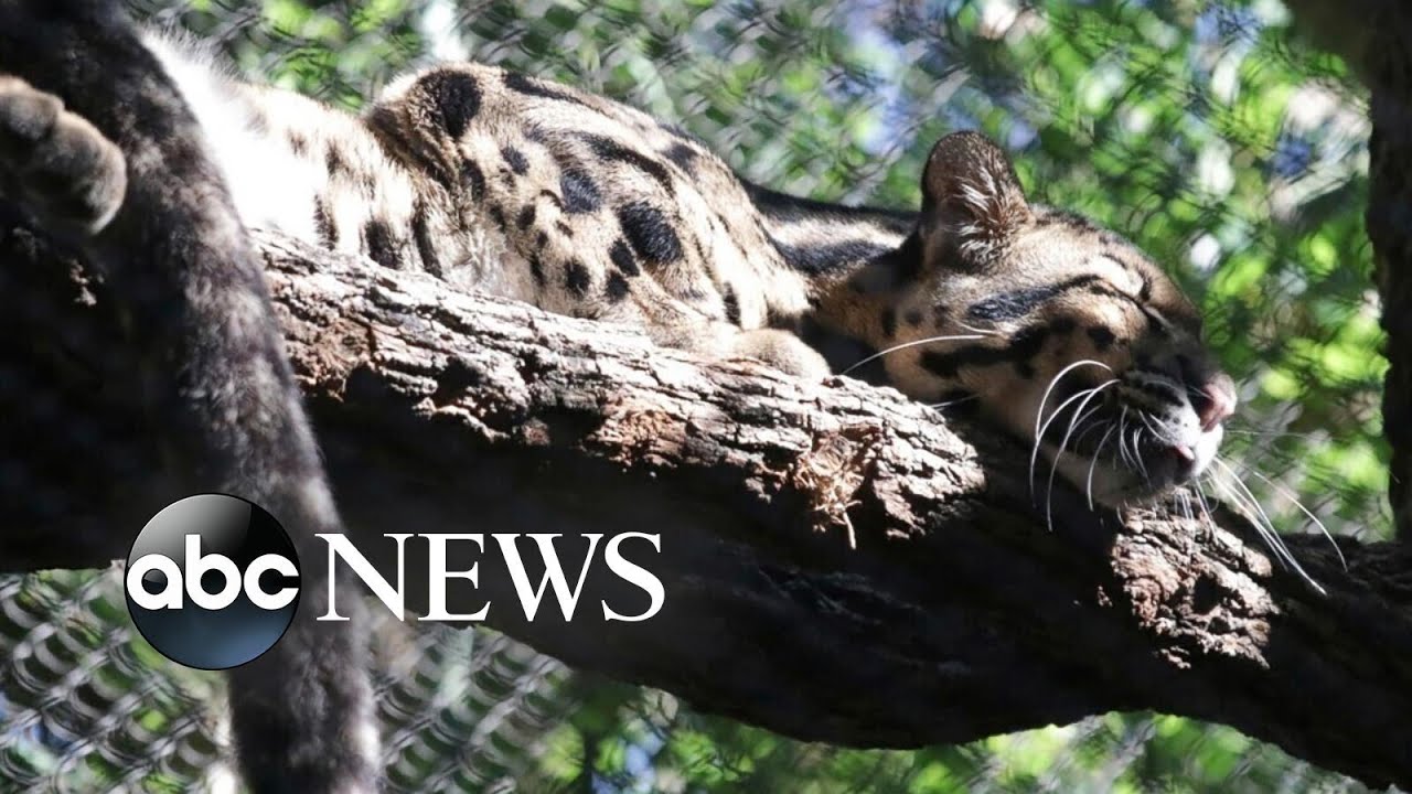 Dallas Zoo closes to search for missing clouded leopard - YouTube
