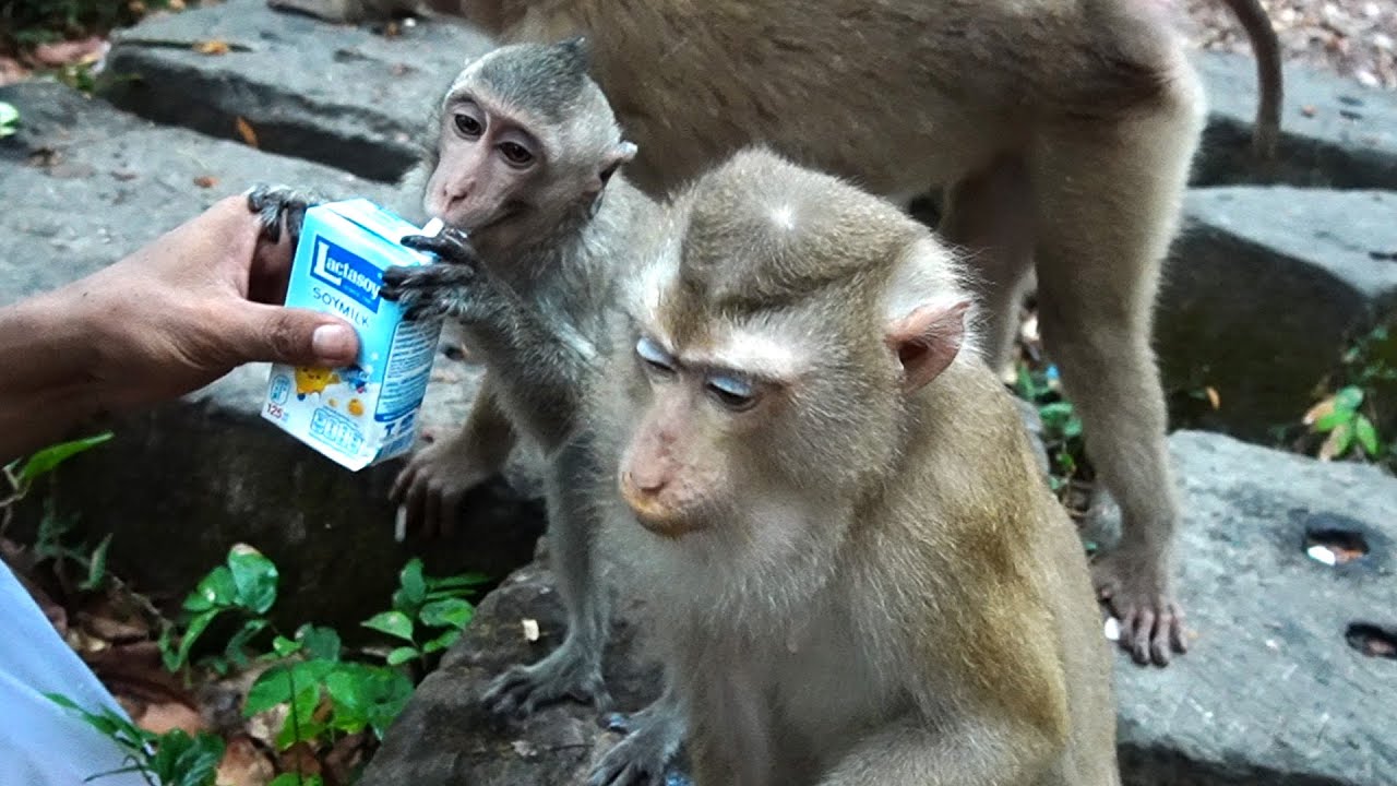 We add some milk to kids Dawn before I get back & Lila got big sweet ...