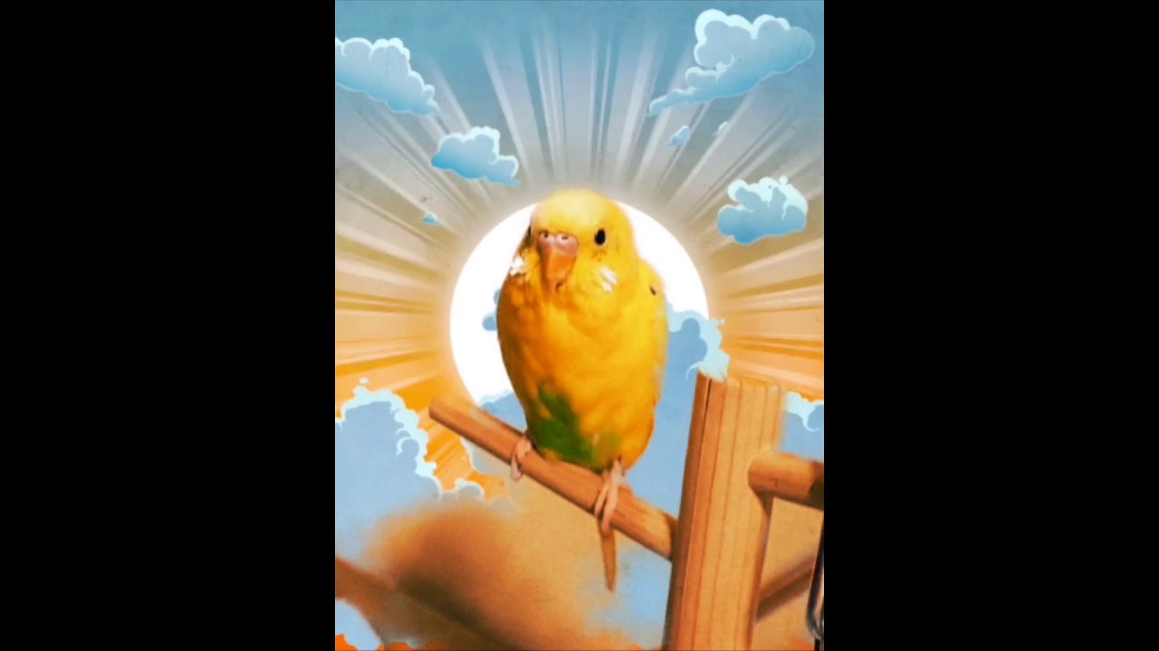 chinese sunrise parrot - YouTube