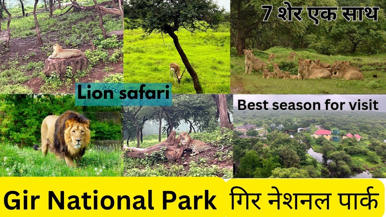Gir Lion Safari | Gir National Park | Sasan Gir Gujarat |Jungle Safari ...