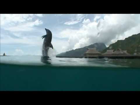 Moorea Dolphin Center - YouTube