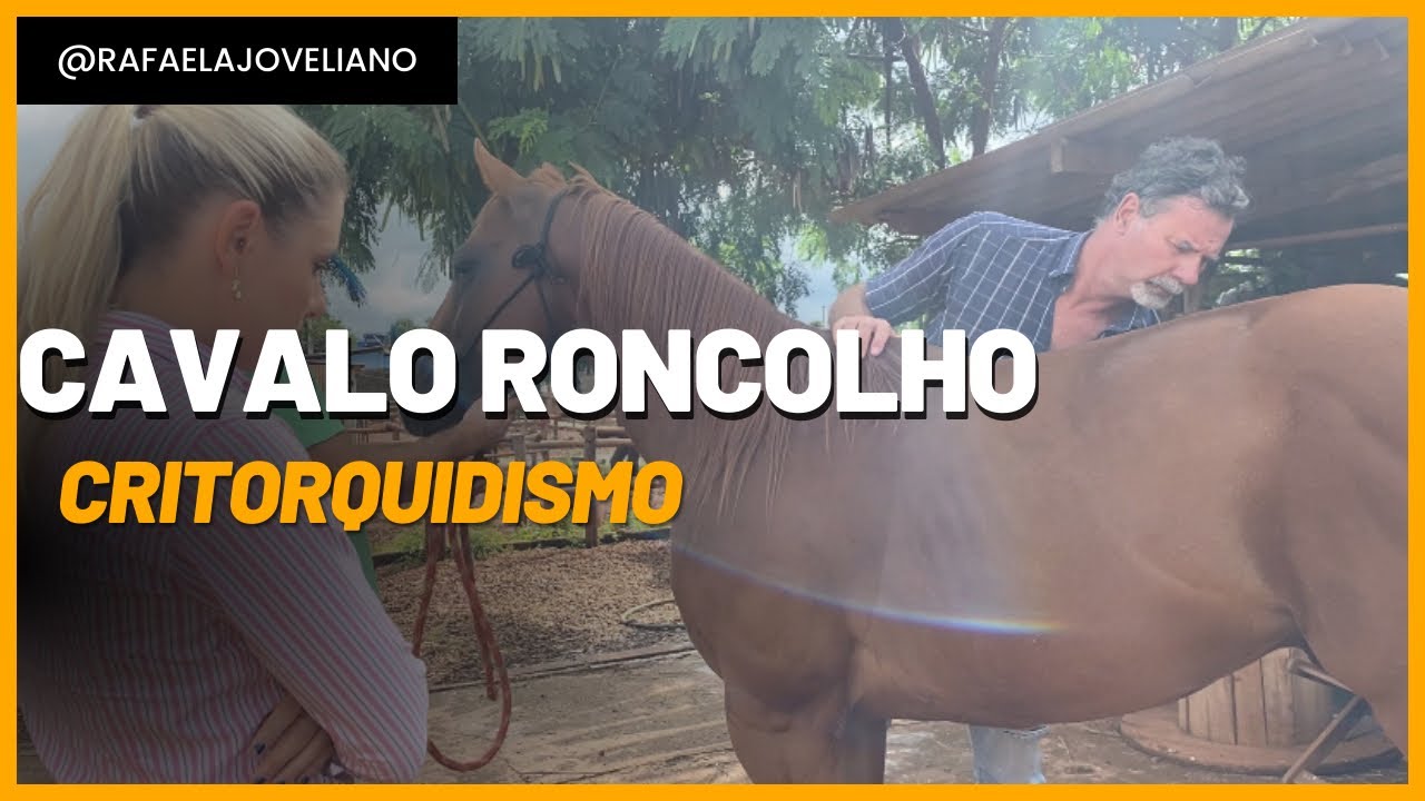 Cavalo roncolho e égua com harpejamento (Mês clínica de Equinos ...