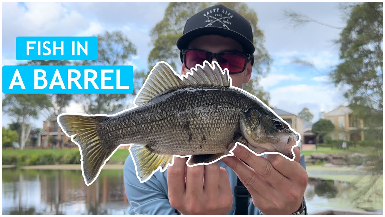 Tiny Pond Stocked With Australian Bass! Sydney Fishing - YouTube