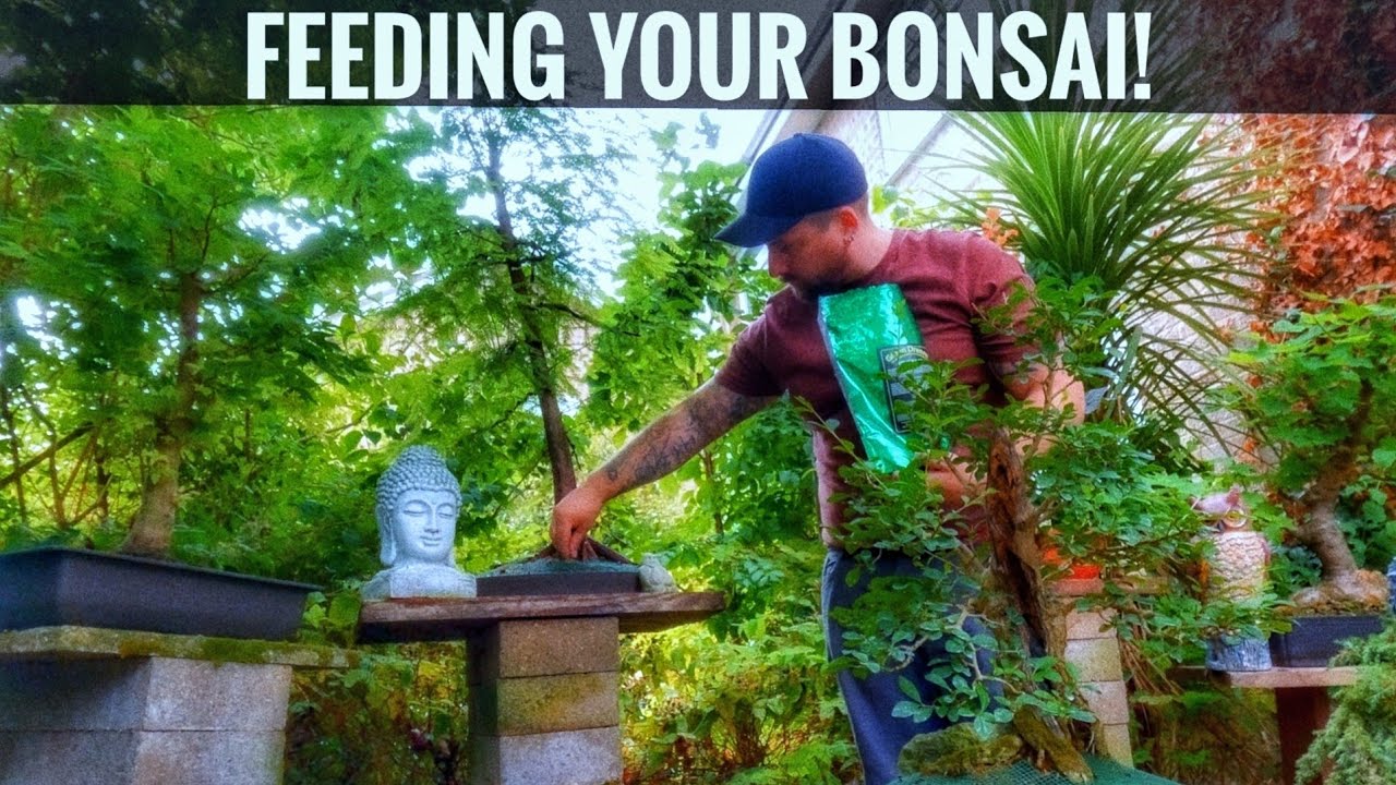 How to feed your Bonsai trees - YouTube