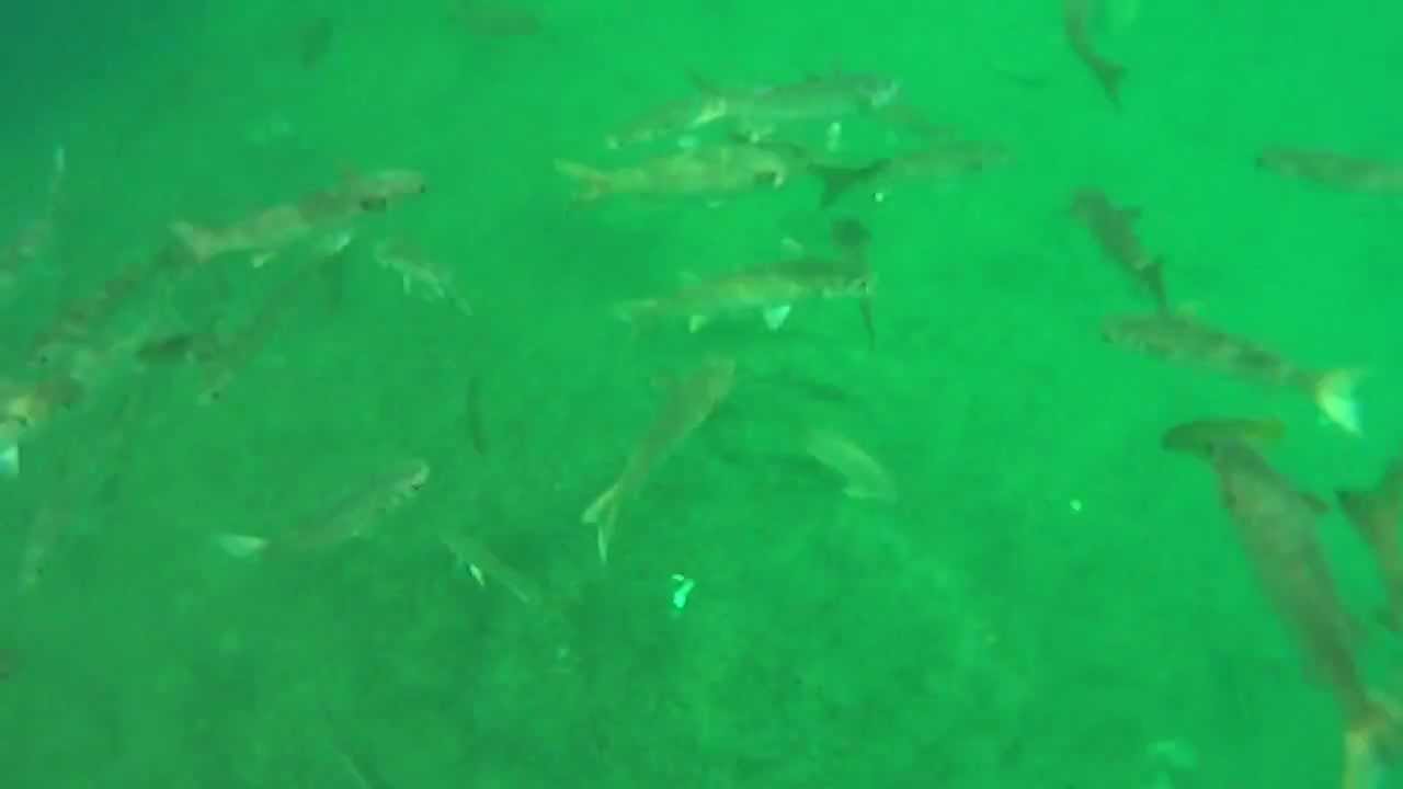 Underwater Fresh Water Spring - YouTube