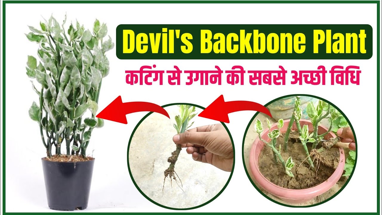 How to grow Devil's Backbone Plant | Pedilanthus Plant | devil's ...