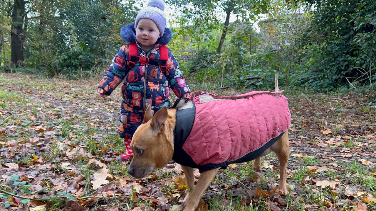 Walks with Millie Moo - 23.11.22 - YouTube