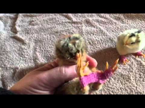 Day 3 splay leg chick taping - YouTube